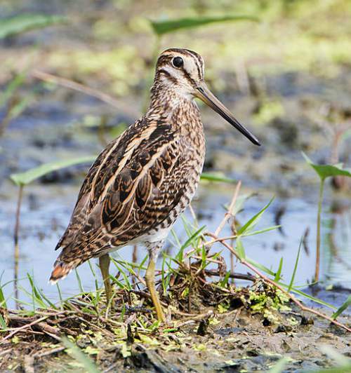 Pintail snipe photos | Birds of India | Bird World