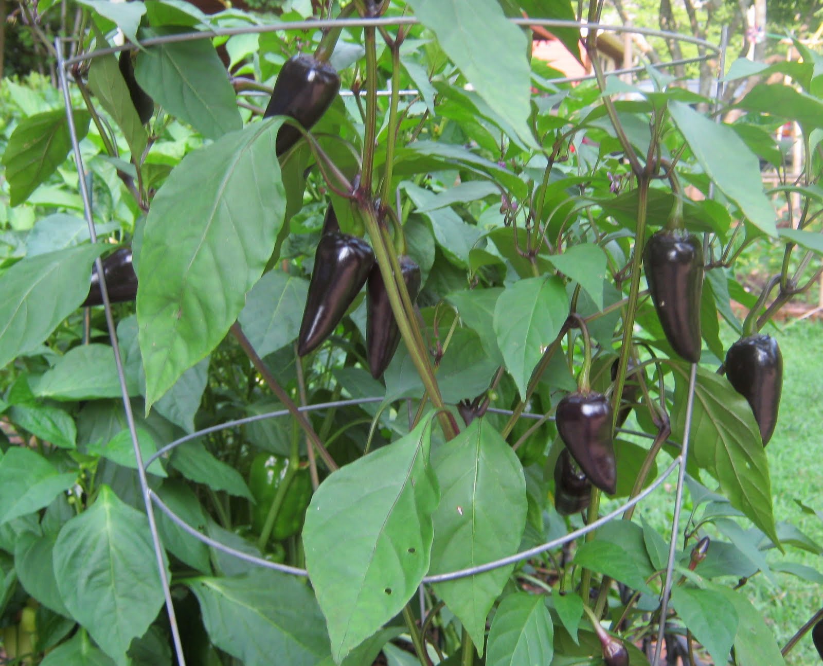 Unbekannte violette Chilli | Hot-Pain.de - Alles rund um Chilis!