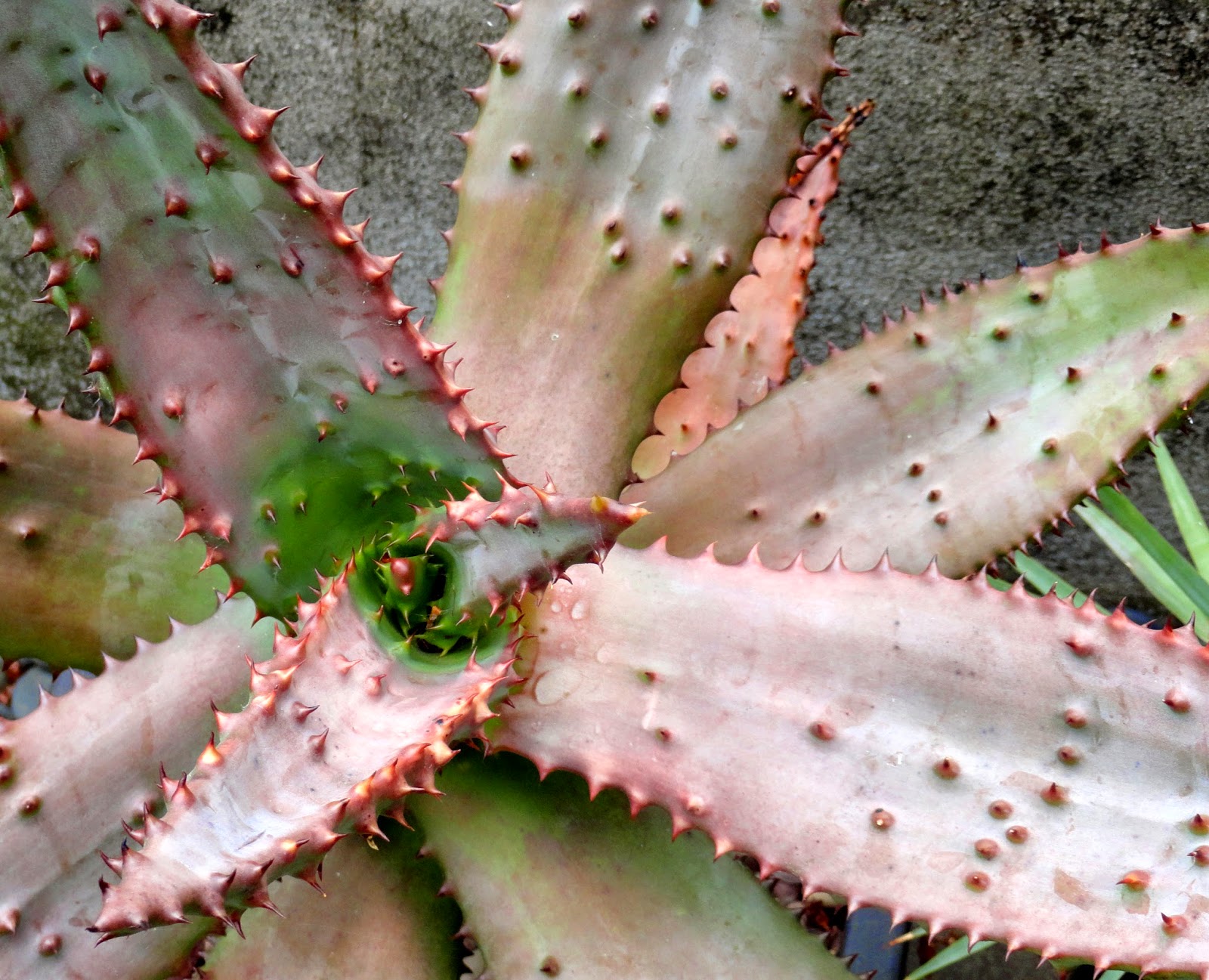 danger garden: Dark and handsome, for Foliage Follow-up