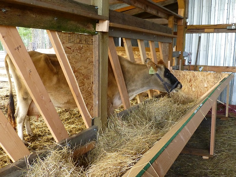 Rural Revolution: Building feed boxes