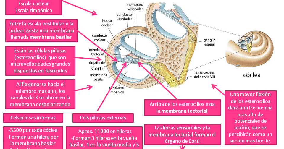 Blog de Fisiología Básica UAS de Melissa Castro Uriarte Ciclo 2018-2019 ...
