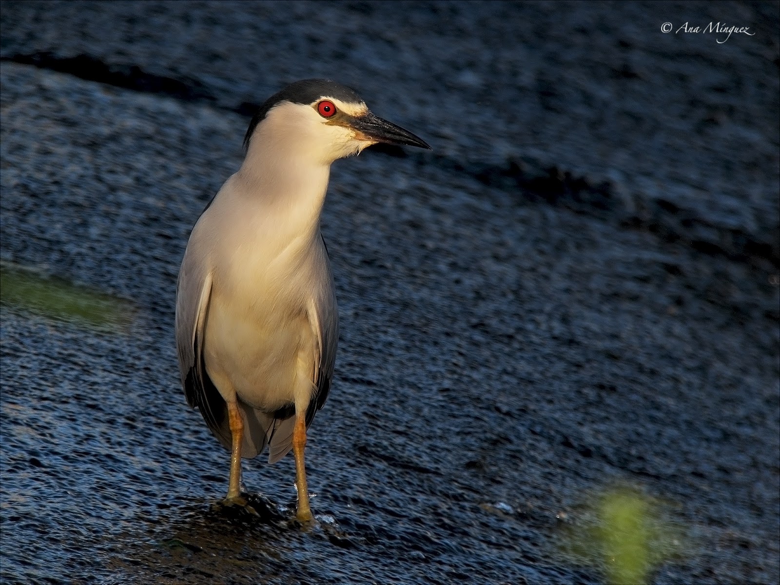 NATURANAFOTOS: De pesca con el Martinete