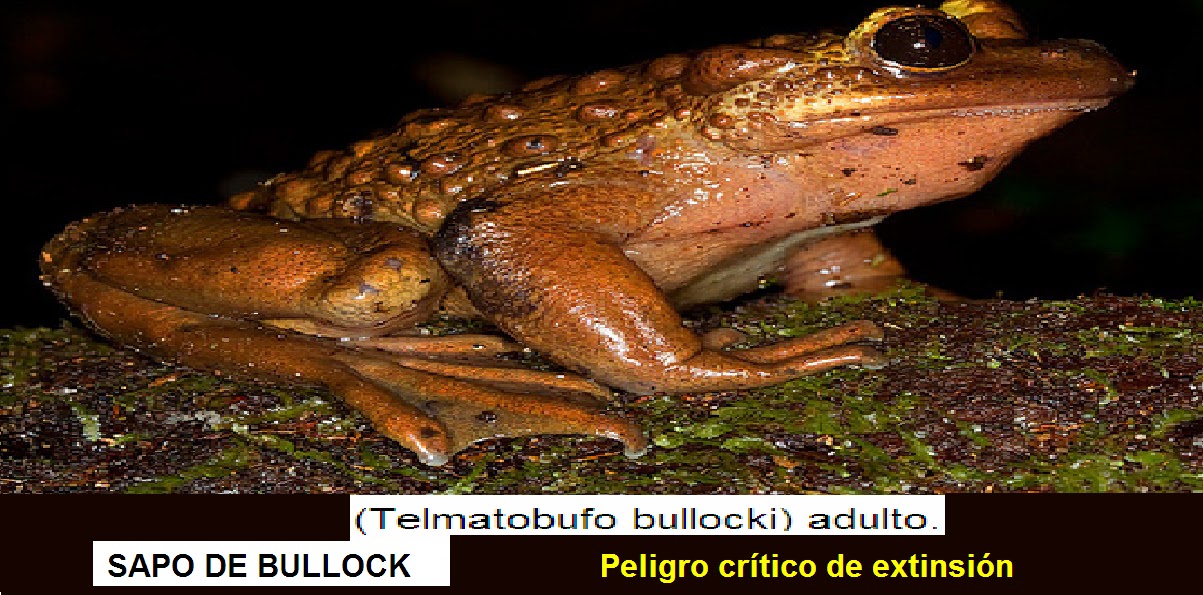 ANIMALES EN EXTINCIÓN: SAPO DE BULLOCK (Telmatobufo bullocki)