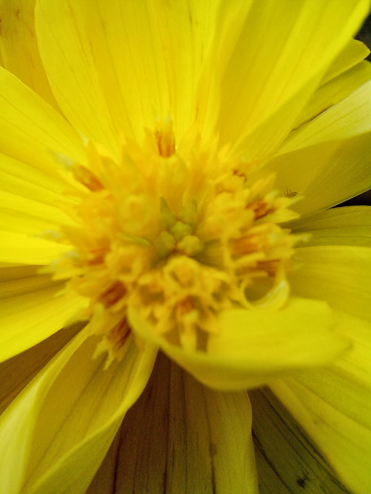 Endah Murniyati's Journey: KENIKIR KUNING - YELLOW COSMOS