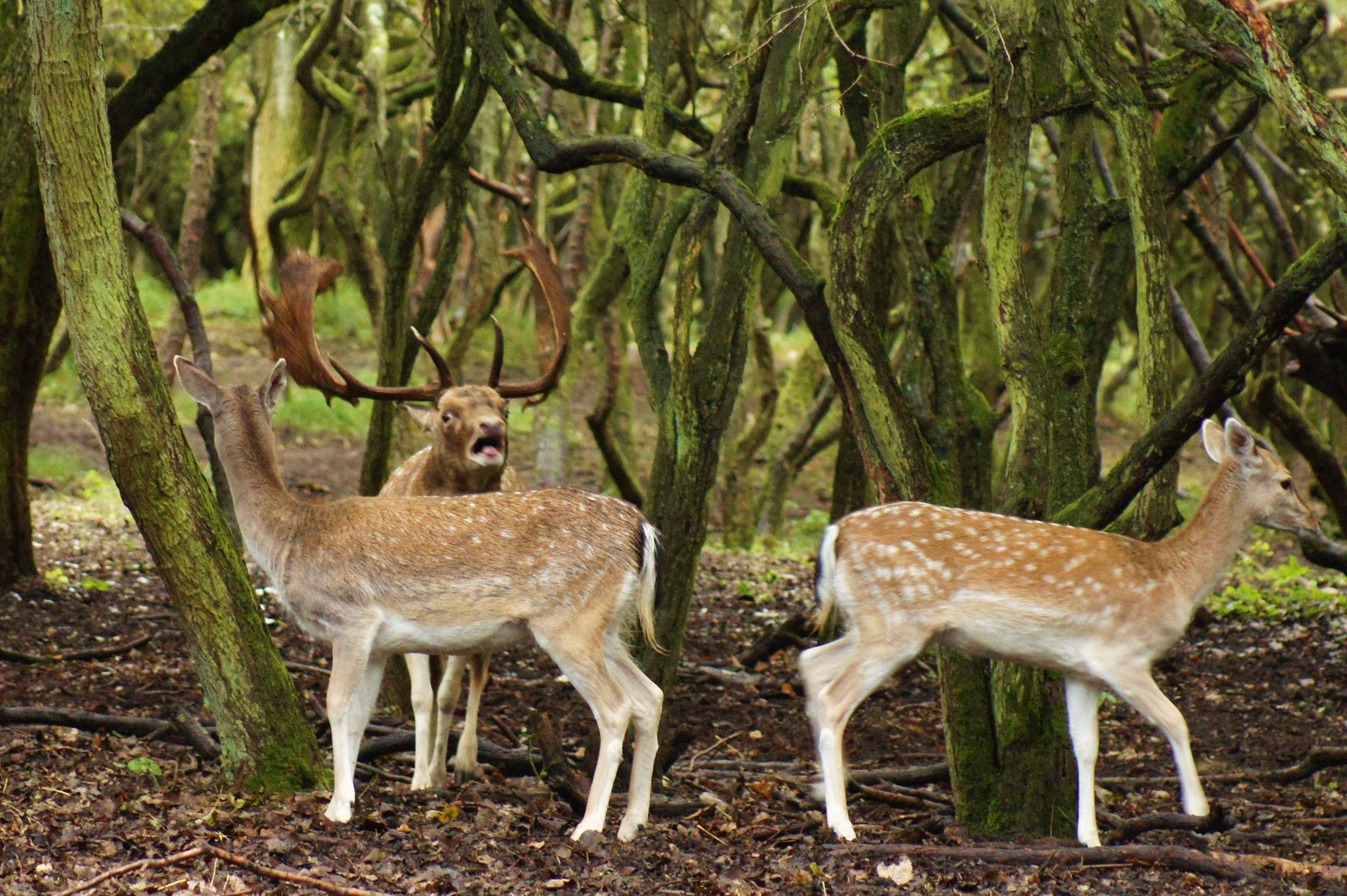 AMSTERDAMSE WATERLEIDINGDUINEN AWD: Dekking Damhert (beslaan van de Hinde)