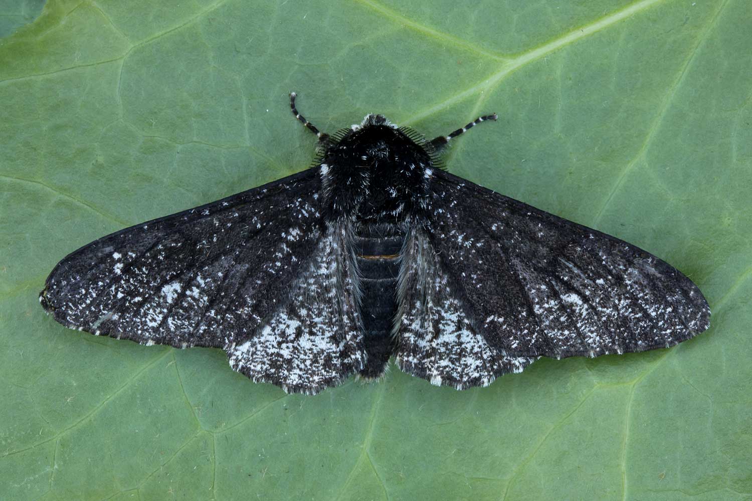 Moths of Boughton-under-Blean