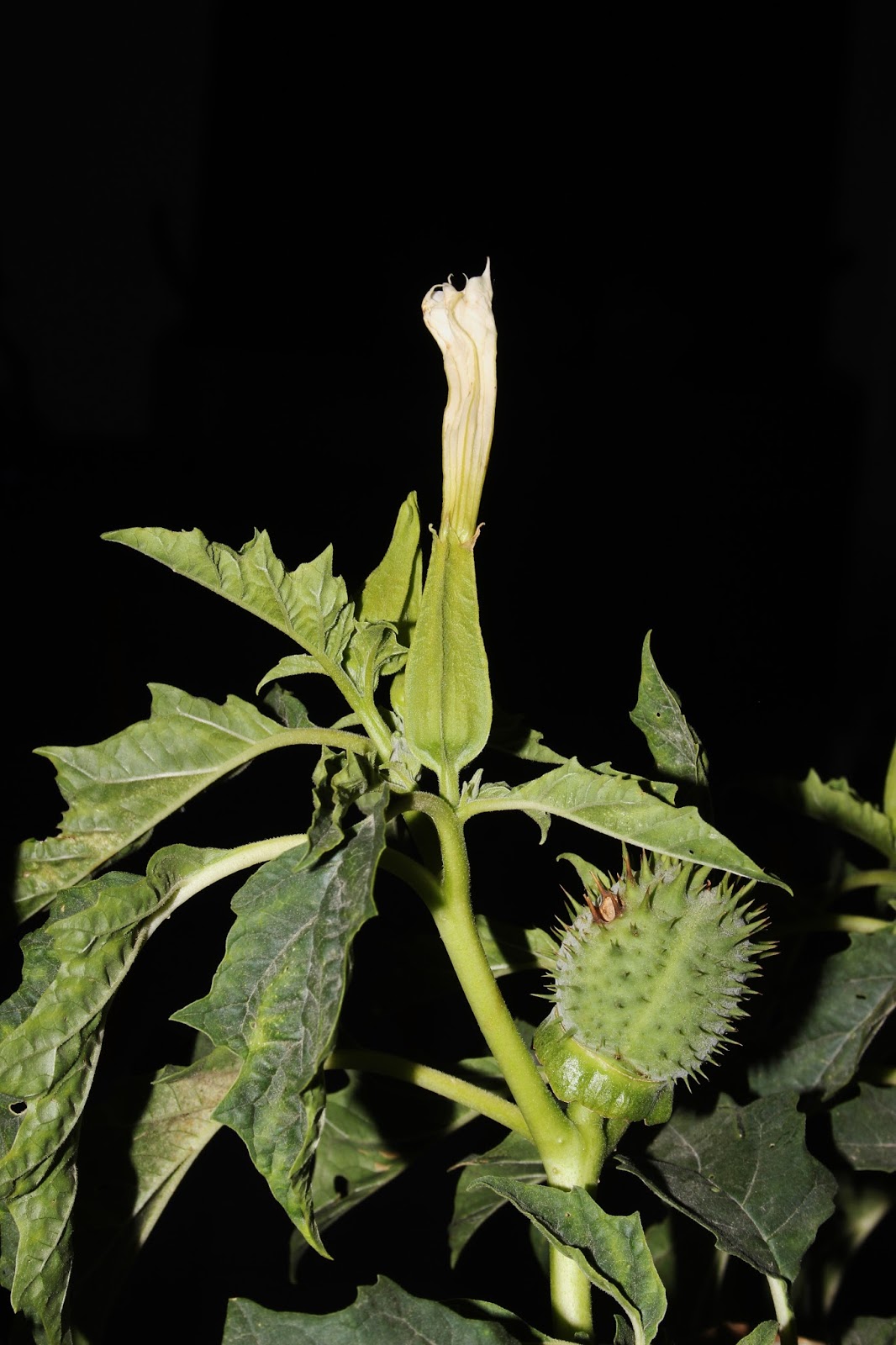 Biodiversity of Cyprus by NGO Protection of the Natural Heritage and ...