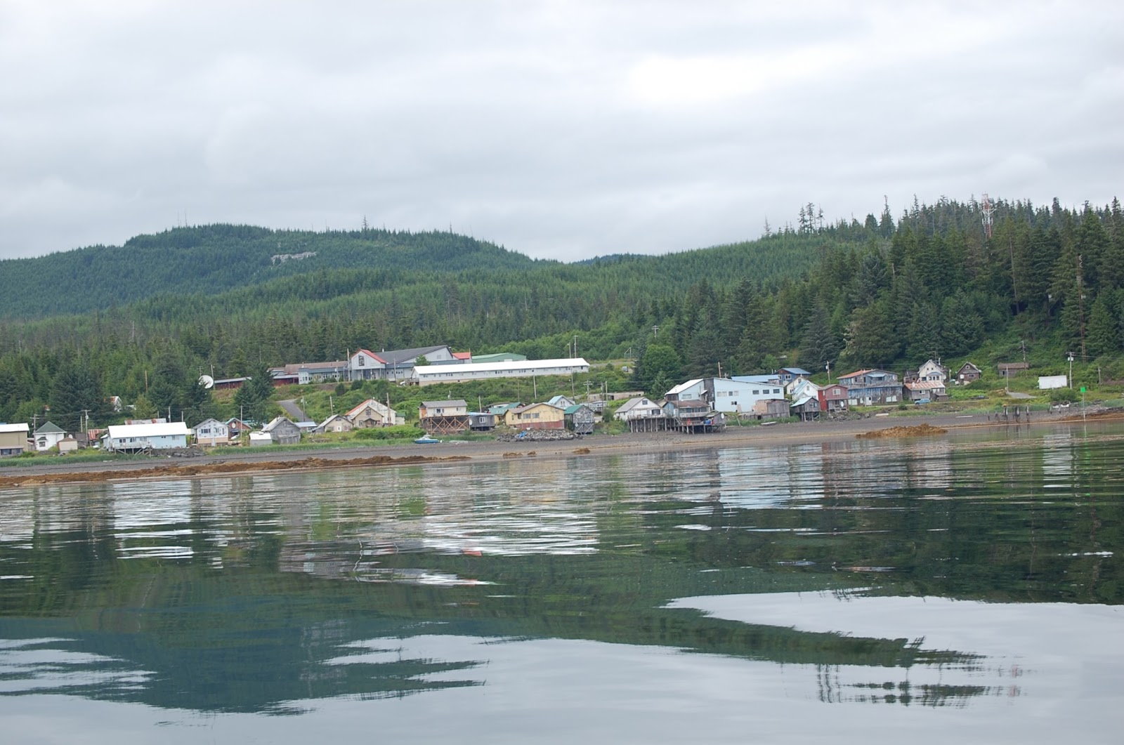 Adventure to Alaska!: BEARS ! ! ! in Kake, Kupreanof Island 07.12.2013