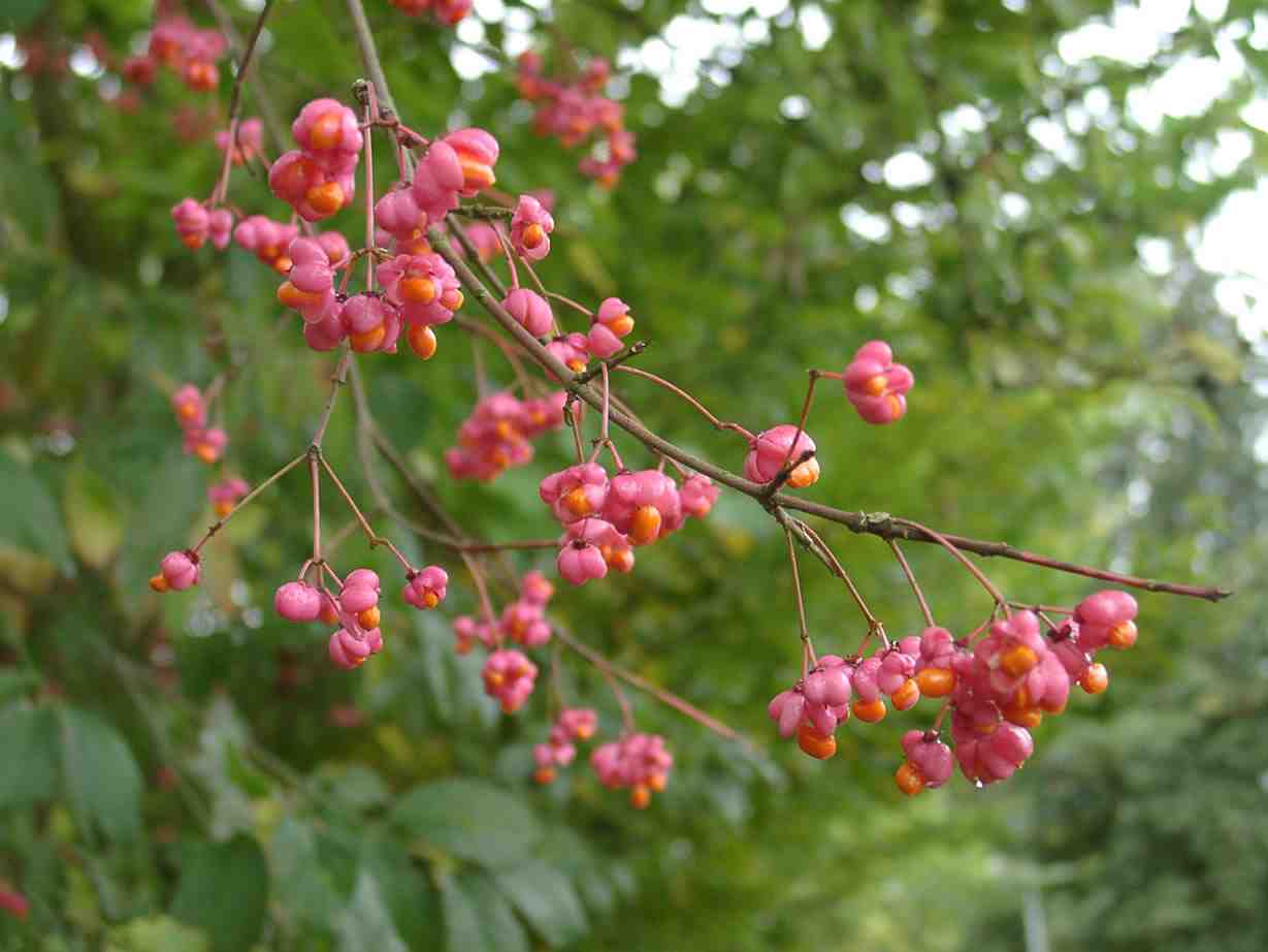 Trees Planet: Euonymus europaeus - European Spindle Tree
