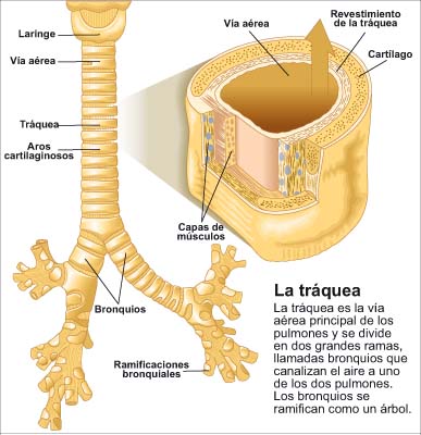 la trquea: la traquea