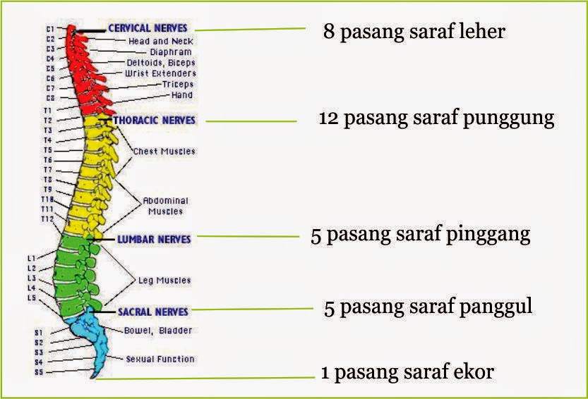 Biology Insight: Saraf Somatik