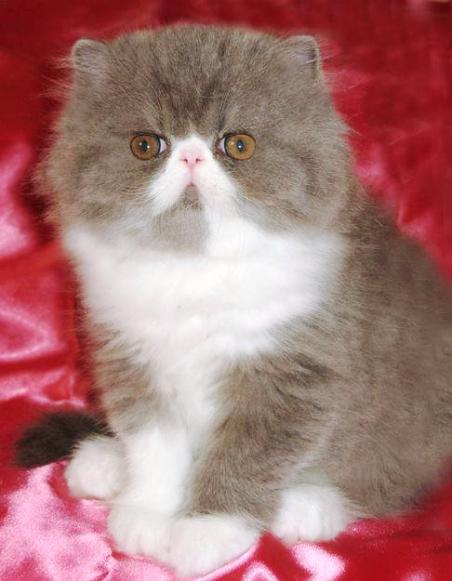 29+ Gambar Kucing Jelek, Yang Banyak Di Cari!