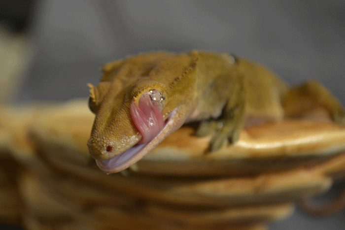 AnimalWorldTR: Crested Geko