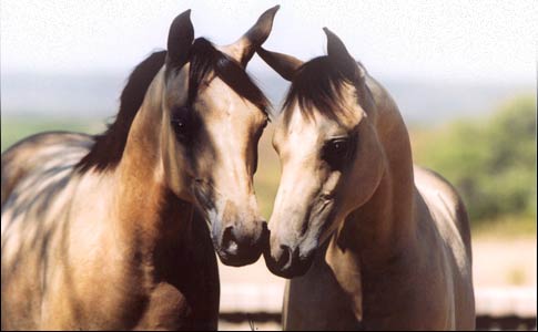 REPRODUCCIÓN ANIMAL: reproducción en los caballos