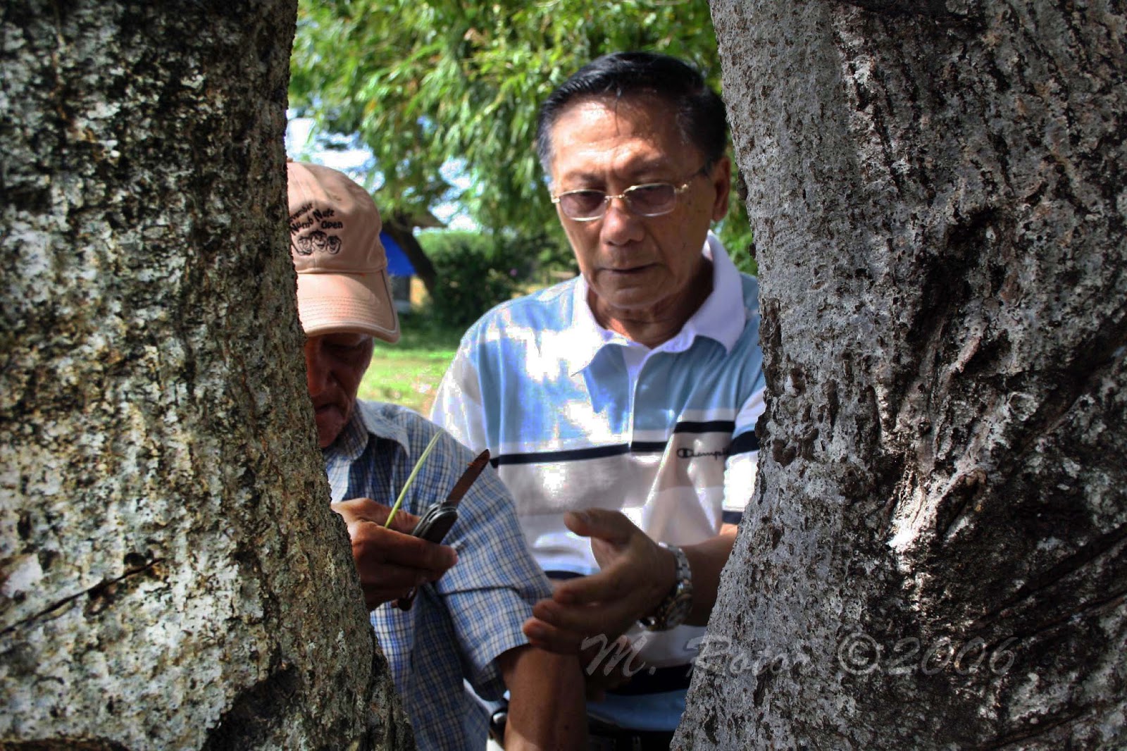 Naturalism - the Eighth Sense: The Wonders of Siniguelas (Spondias ...