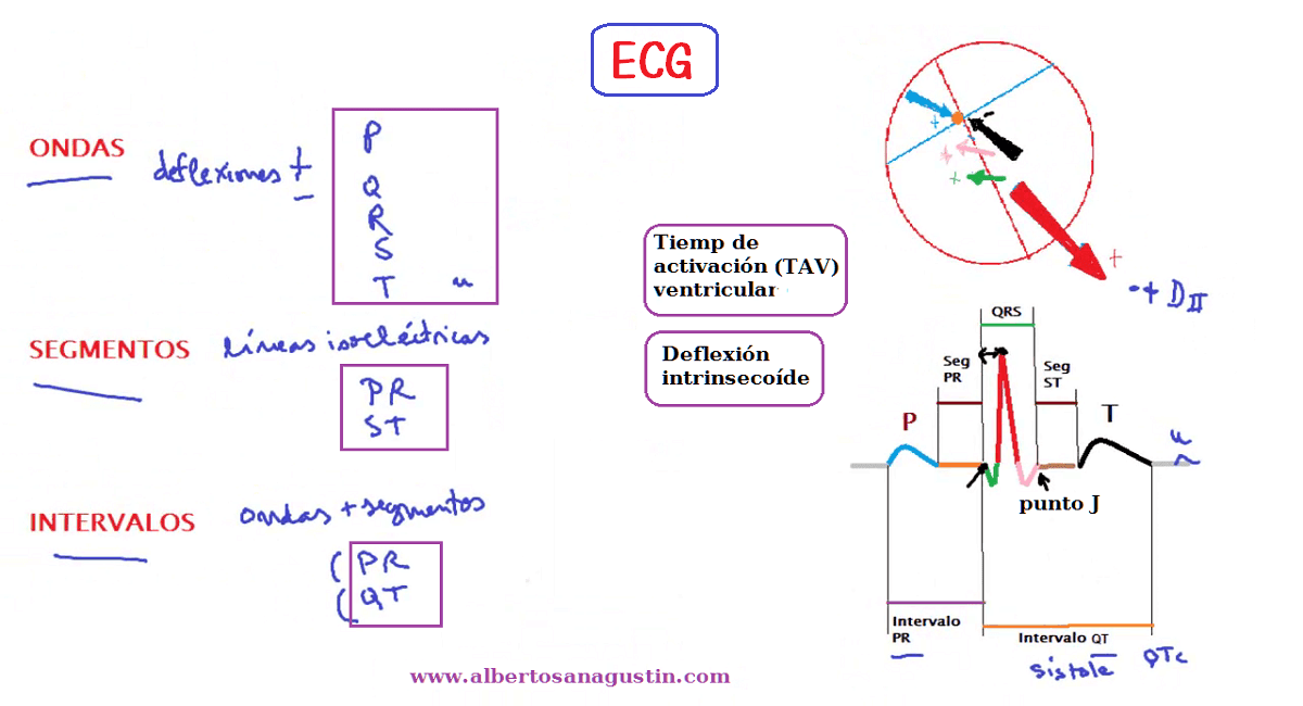ECG normal (5): ondas, segmentos, intervalos | Dr. Alberto Sanagustín ECG normal (5): ondas, segmentos, intervalos | Dr. Alberto Sanagustín