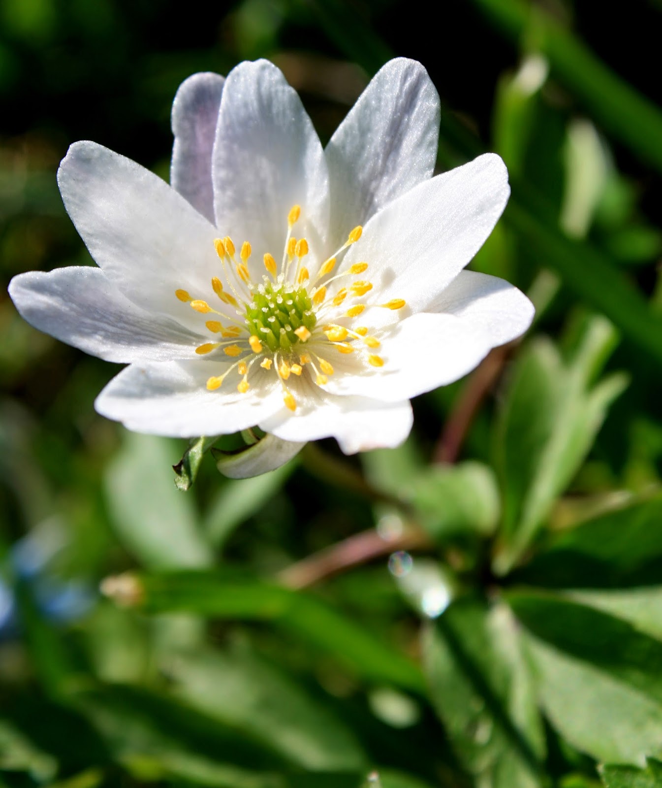 MIN NATUR: Vårblommor och solsken