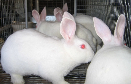 Sumber Dunia Tani: BAKA - BAKA ARNAB