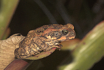 BunyipCo: November 2012