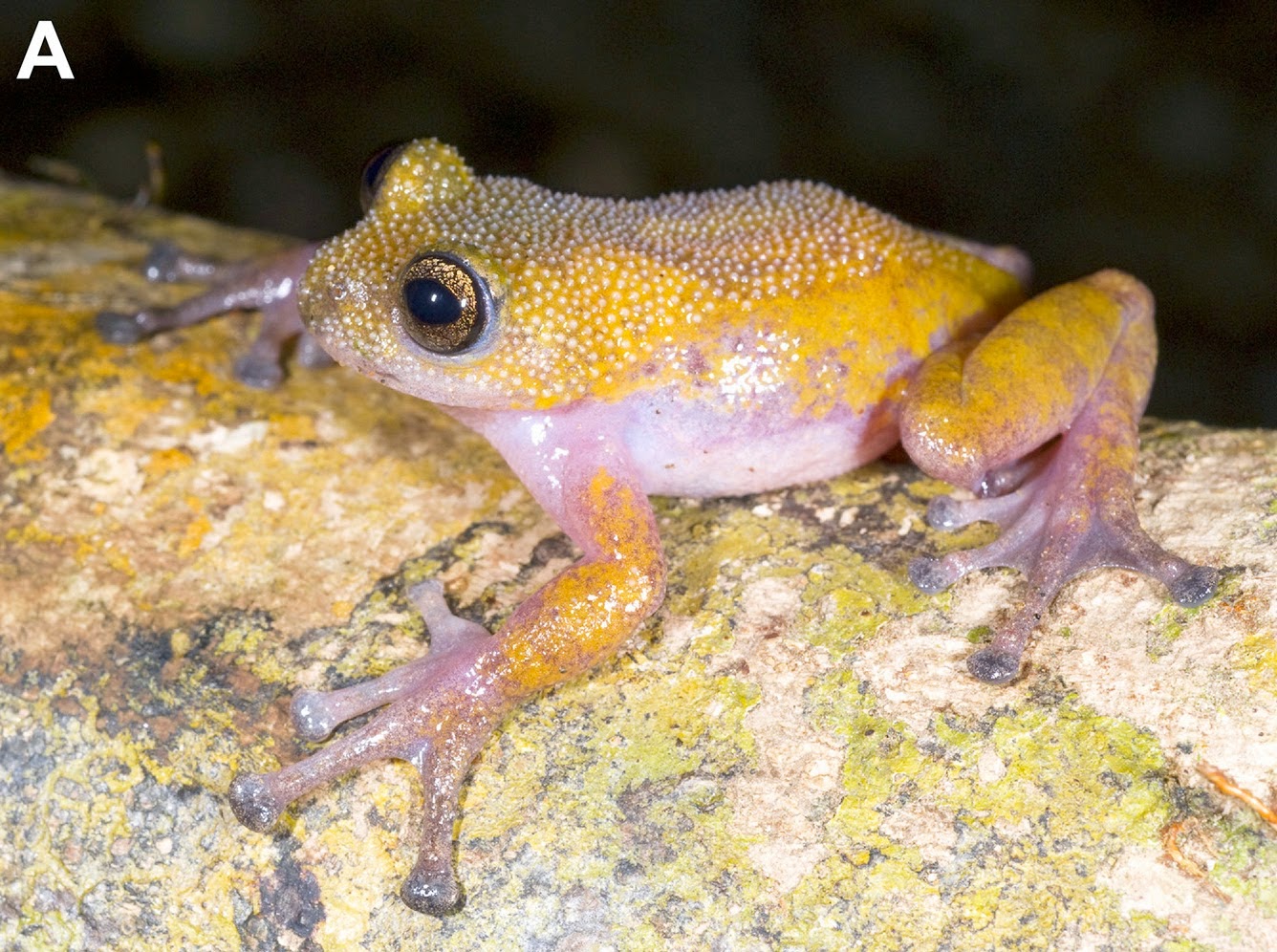 Sciency Thoughts: Frogs and Toads from the Early Eocene of Gujarat ...