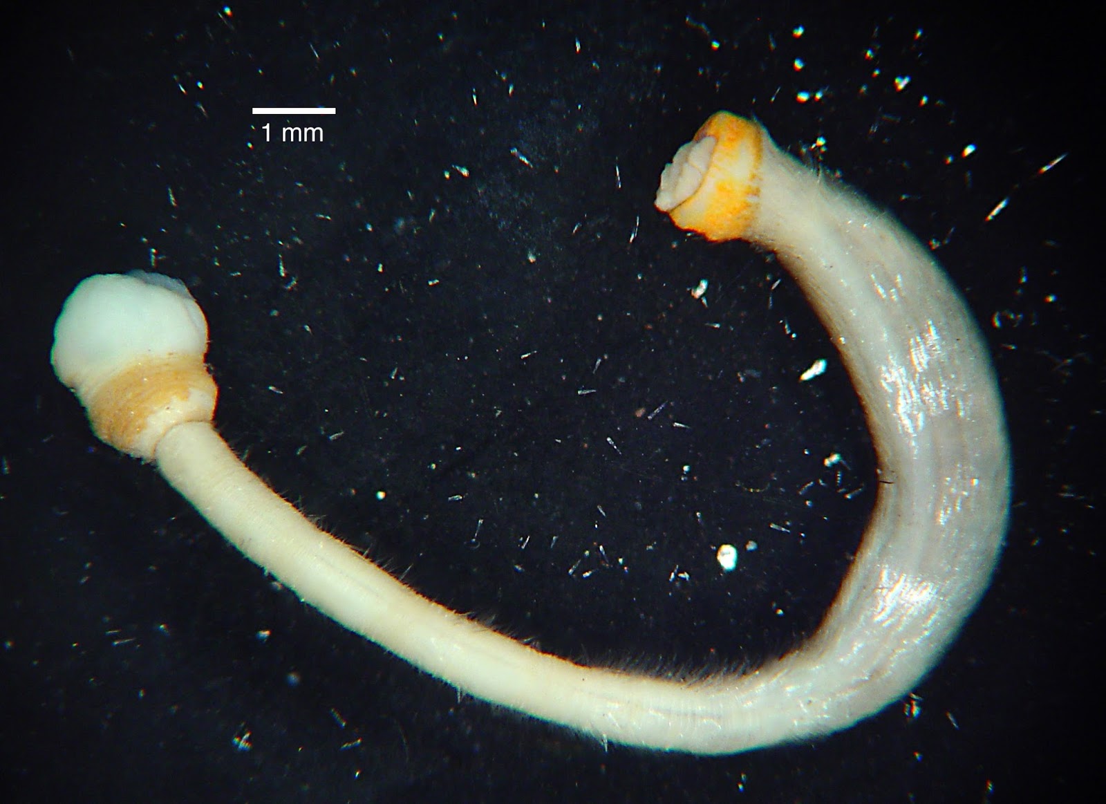 Real Monstrosities: Aplacophora