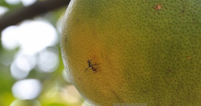 silahkan sms: Hama Jeruk: Lalat-Buah Bactrocera