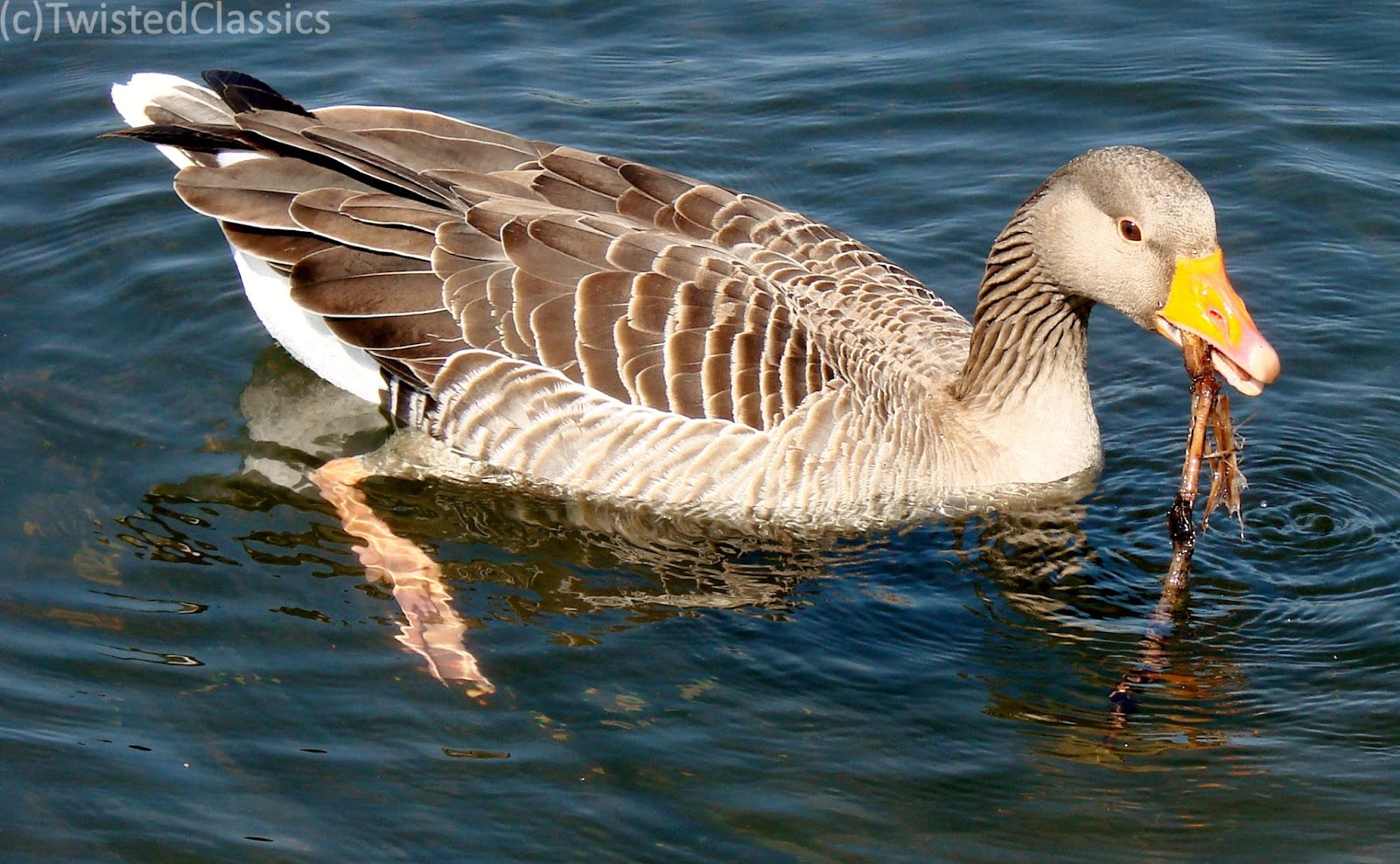 Birds and wildlife: Early April wildlife walk in Hyde Park and ...