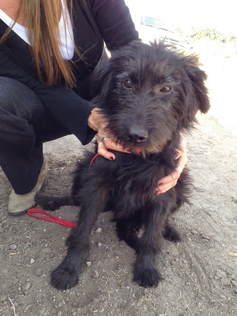 Adoptándonos: Eder, precioso cachorrón barbincho en adopción
