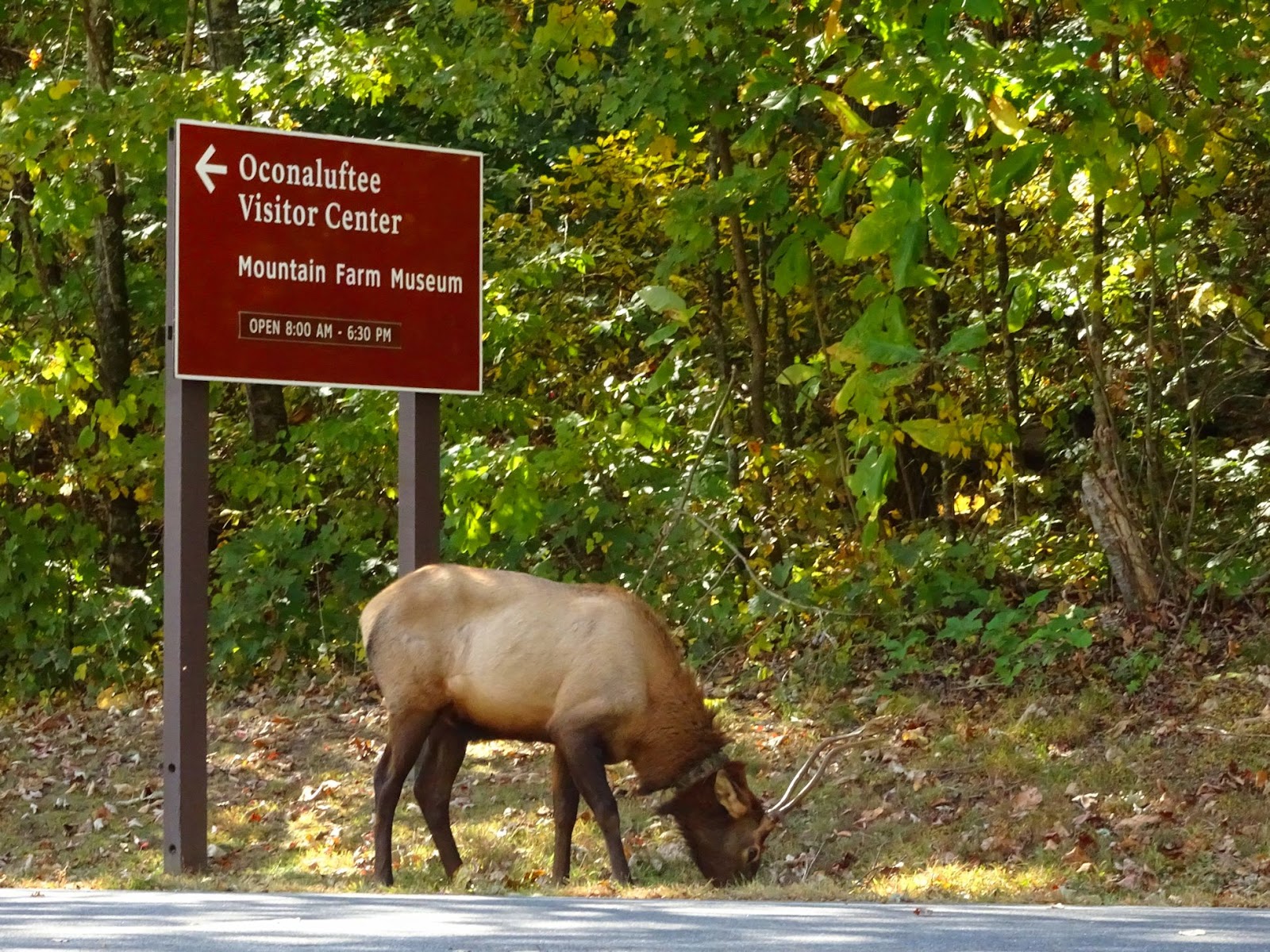 Femme au foyer: Autumn on Newfound Gap Road