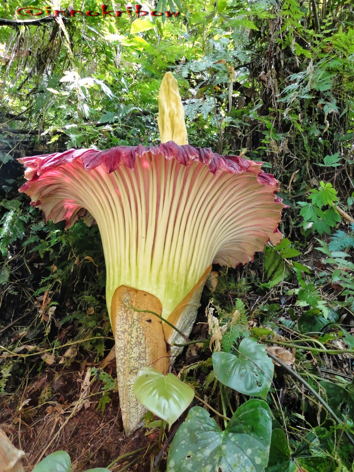 Traveler and Coffee Lover: Bunga Bangkai Raksasa Mekar di Tepi Air ...