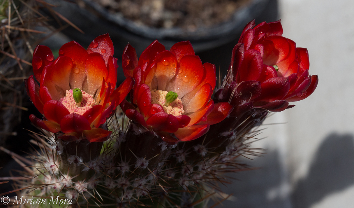 Flora de Baja California: Plantas Endémicas del municipio de Ensenada ...