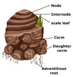 Difference between Corm and Bulb