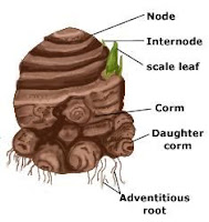 Difference between Corm and Bulb - MD