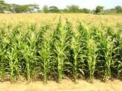 el proceso a seguir para sembrar y cosechar el elote