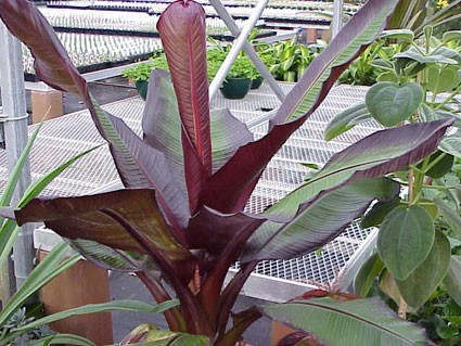 PLANT FAMILIES OF PUERTO RICO AND FLORIDA PAPO VIVES: MUSACEAE FAMILIA ...