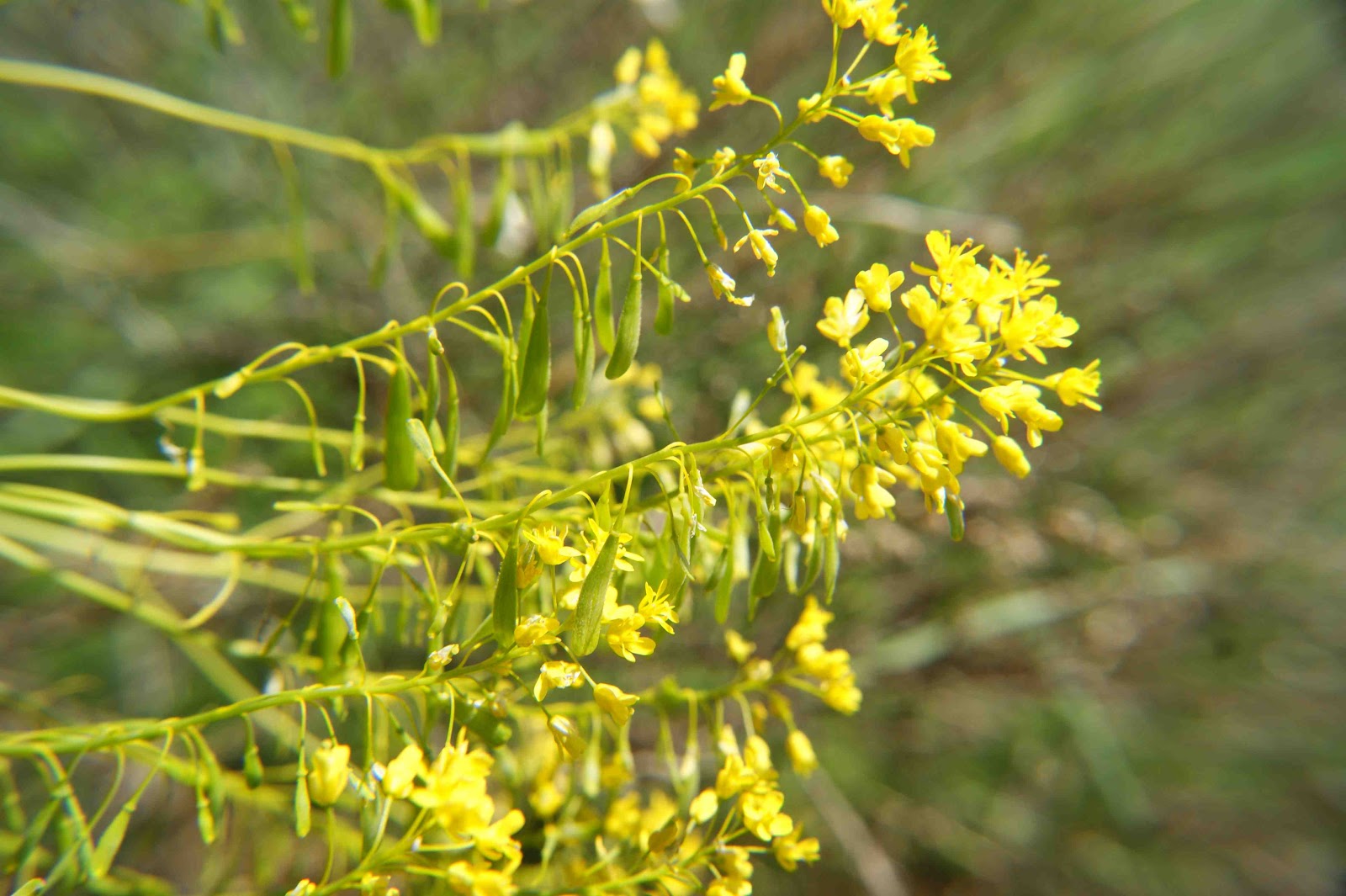 Grrdening en Provence: A walk on the wild side