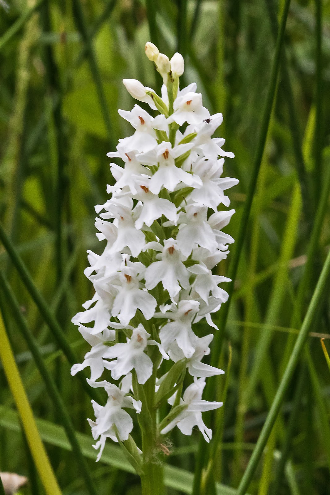 PETER'S PORTFOLIO..............Bird & Wildlife Photography: Common ...