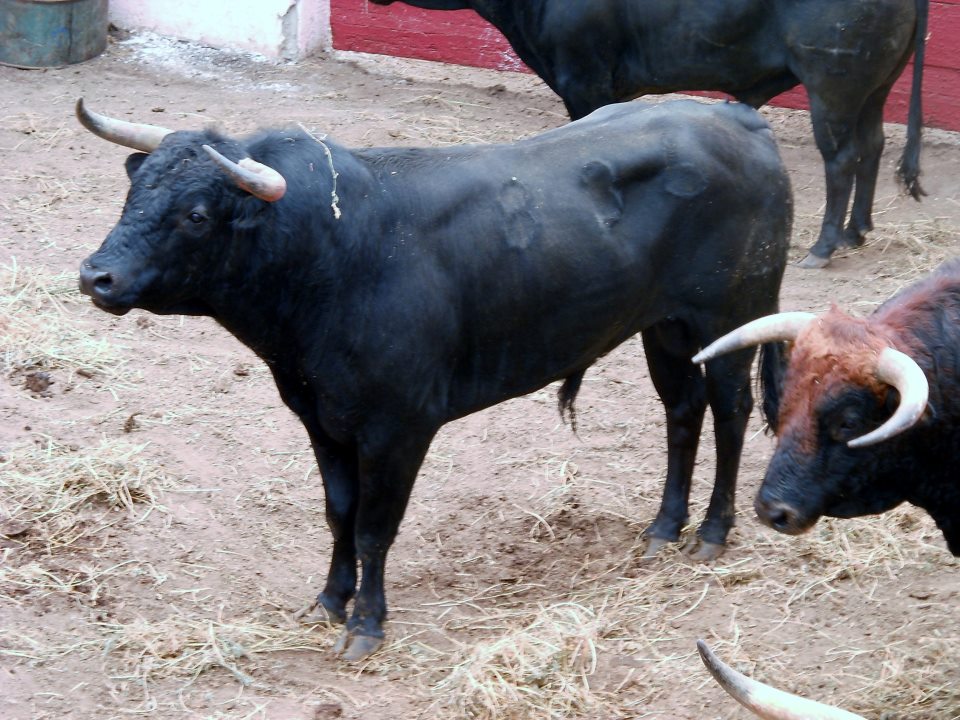 TAUROMAQUIAS - Primera bitácora taurina del Perú: Novillos para la ...