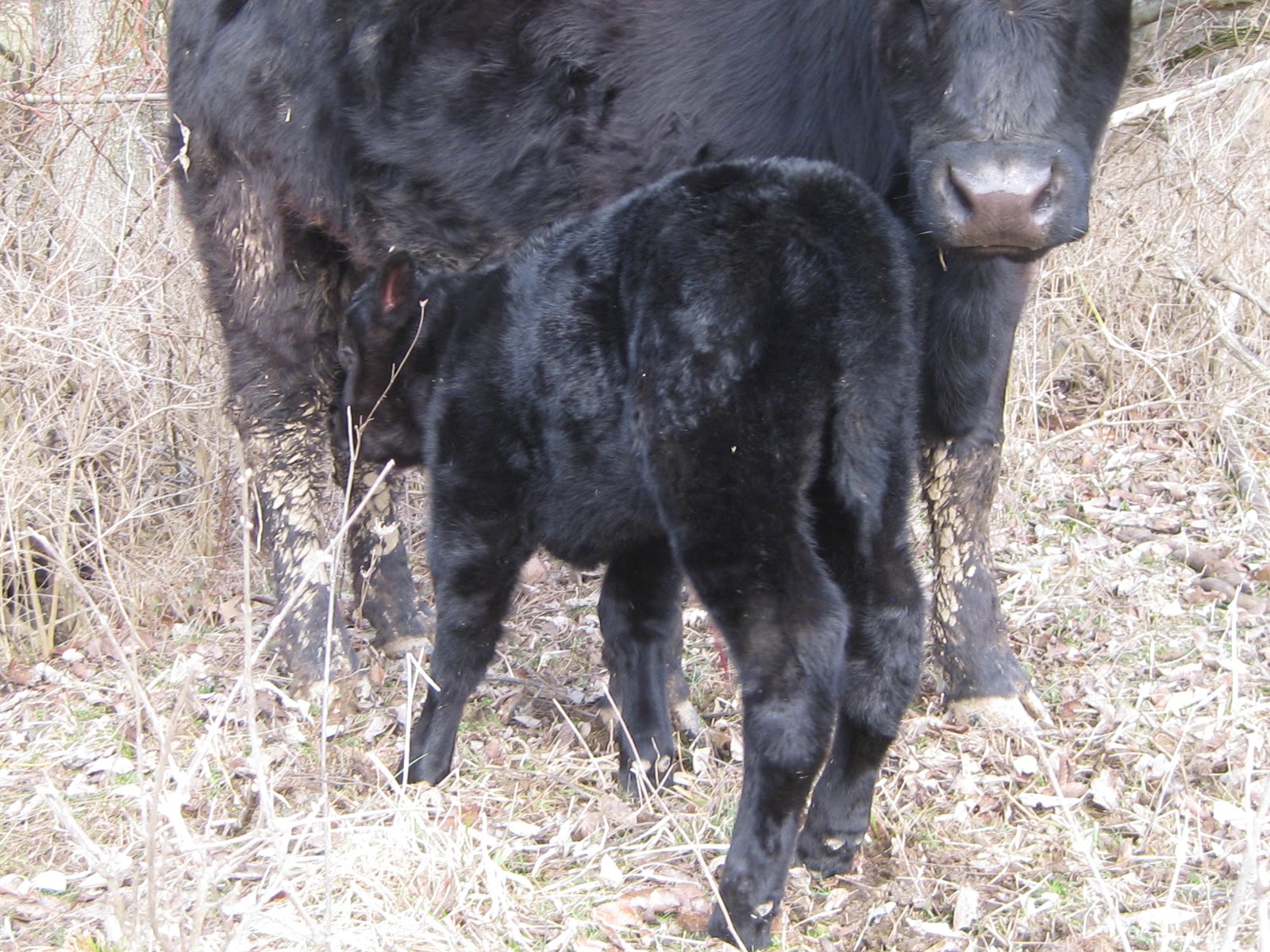Sweet Meadow Sampler: First Calf of the season born last night