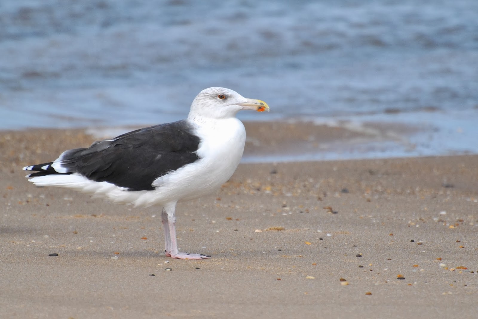 Urban Wildlife Guide: Great Black-backed Gulls