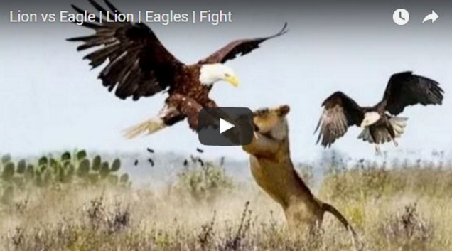 Lion vs Eagle | Lion | Eagles | Fight
