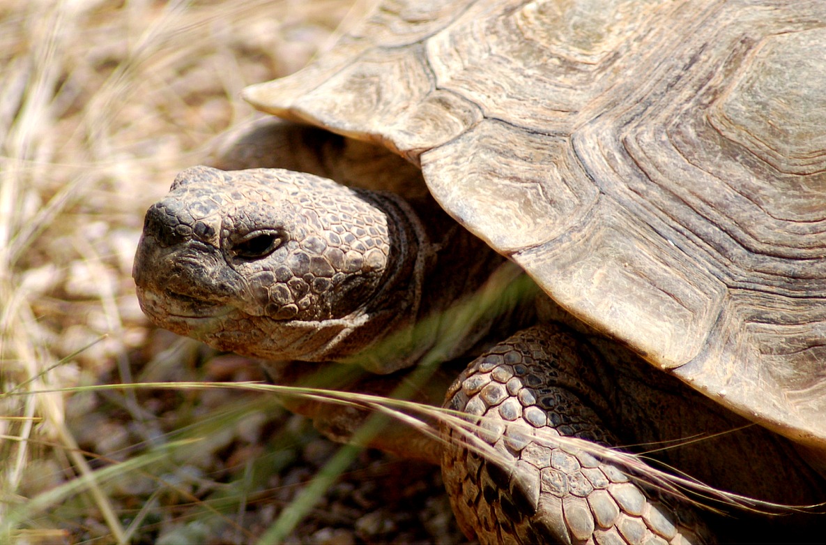 Tortoise | The Biggest Animals Kingdom