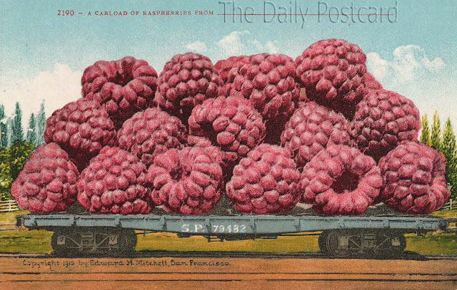 The Daily Postcard: Giant Raspberries