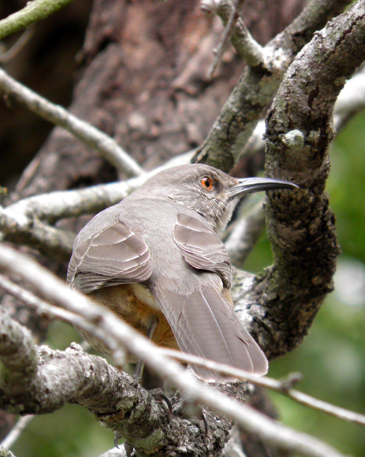 SICKLE BILLED BIRDS photos - wallpapers | the fun bank