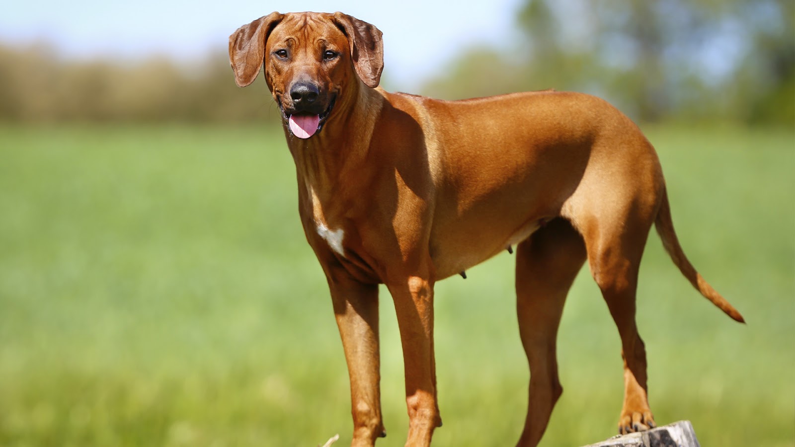 dog side stories: Rhodesian Ridgeback (Ροδεσιανό Ρίτζμπακ)