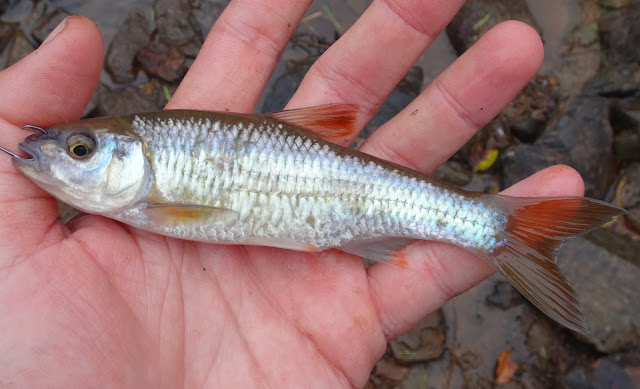 Ben Cantrell's fish species blog: VA / NC trip part 3 - Eno River