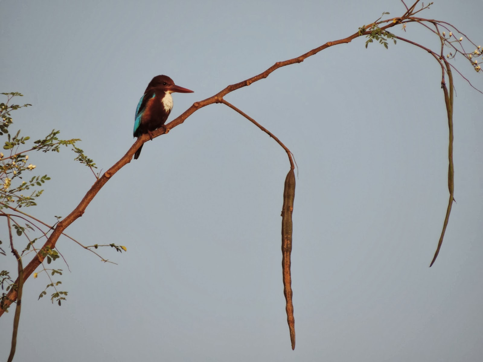 Places Of Goa: Kingfisher, Birds of Goa
