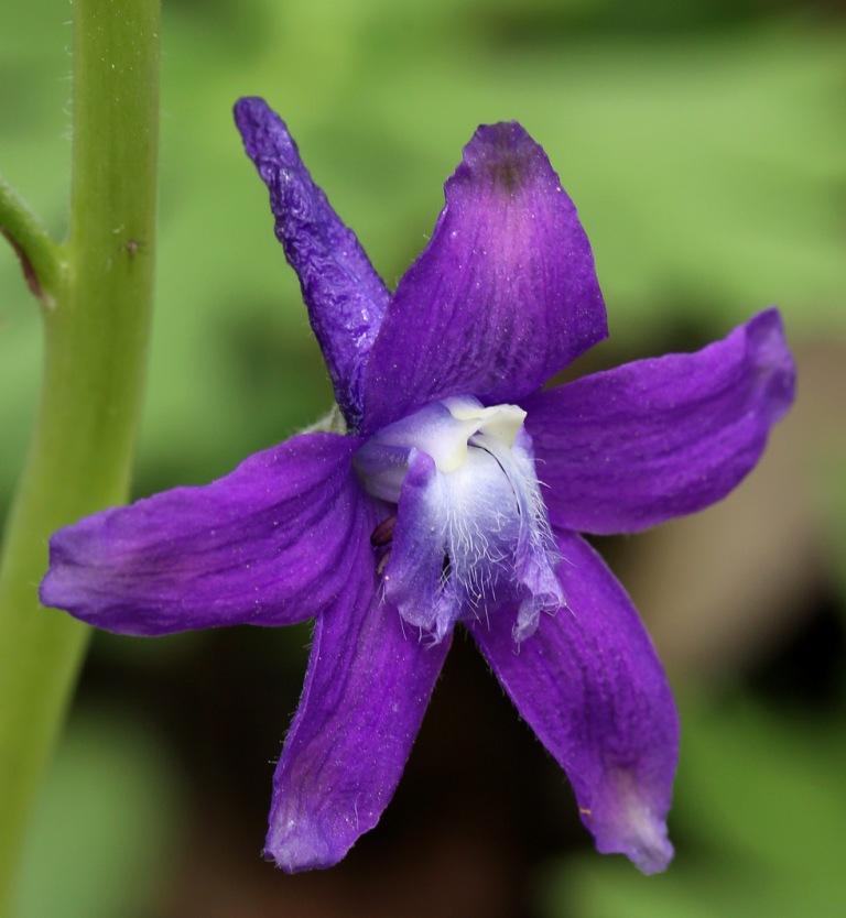 Ohio Birds and Biodiversity: An avalanche of wildflowers!