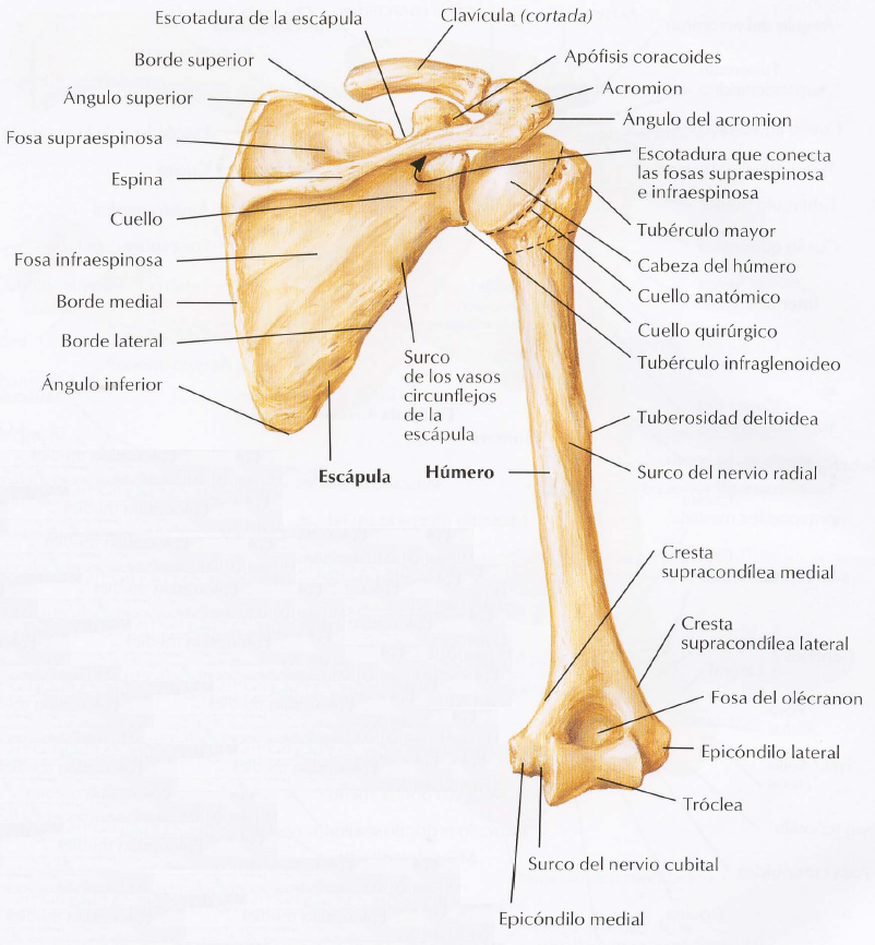 Miembro Superior Anatomia Miembro Superior Anatomia