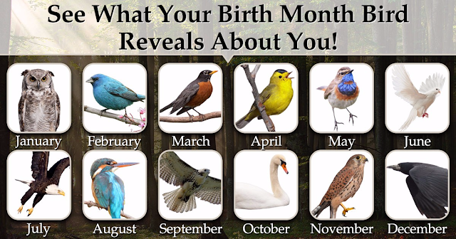 What Does Your Birth Month Bird Say About You? ~ Opportunity Corner